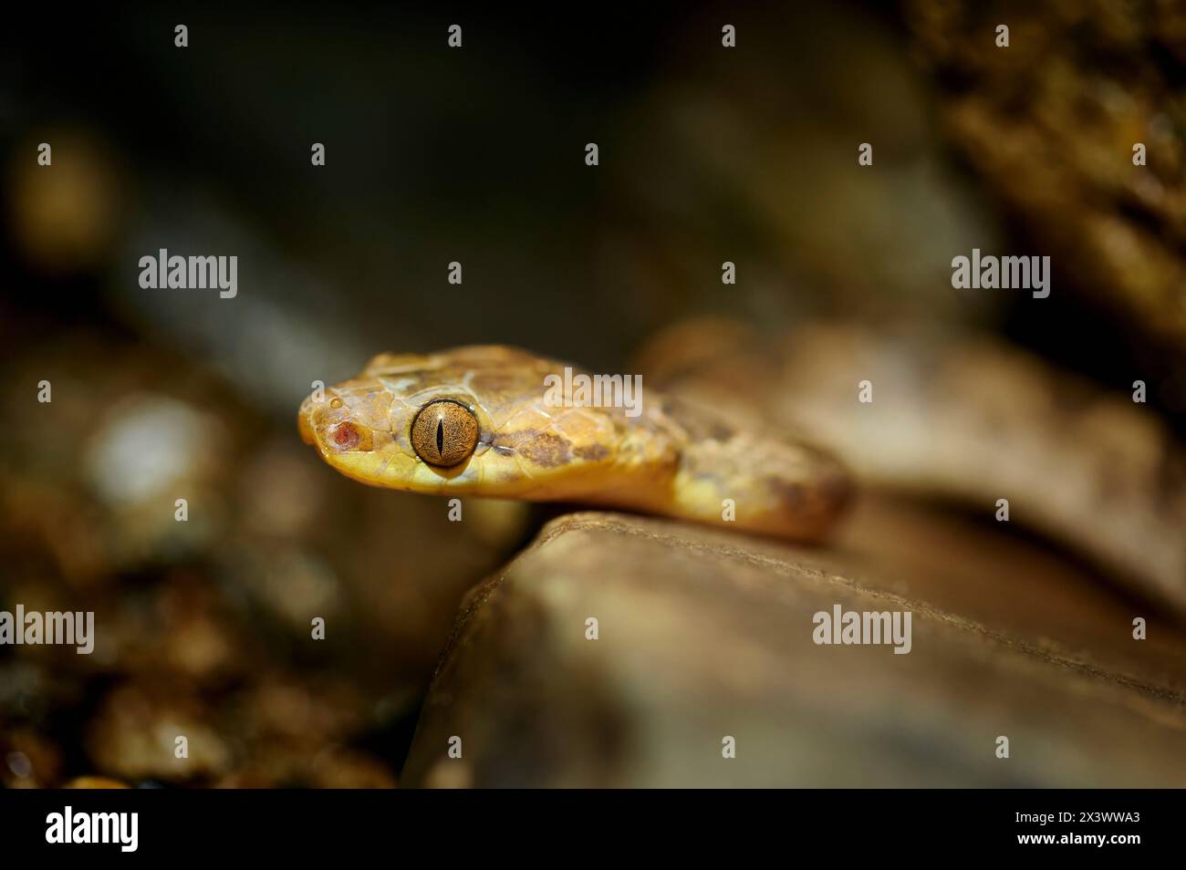 Northern Cat-eyed Snake (Leptodeira septentrionalis), Uvita, Costa Rica ...