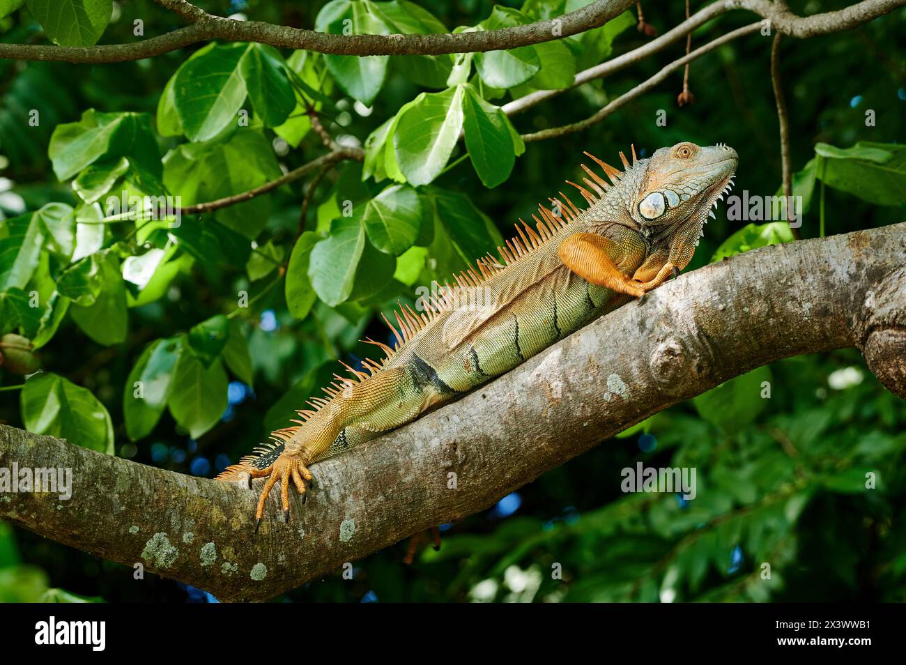 Green Iguana, Common Iguana (Iguana iguana). Adult male on a branch ...