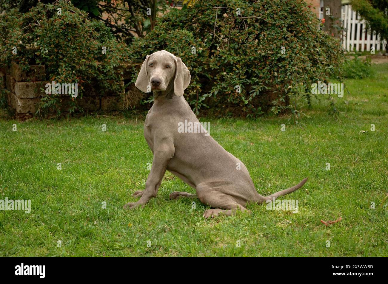 Weimaraner dog breed hi-res stock photography and images - Alamy