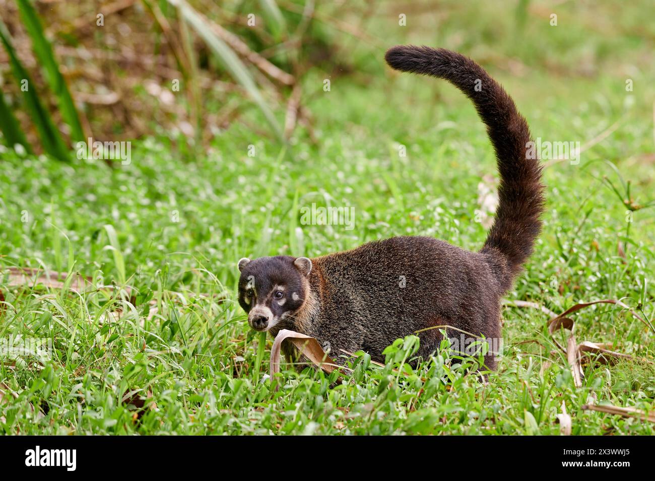 Pizote, White-nosed Coati, Antoon (Nasua narica). Adult standing in ...