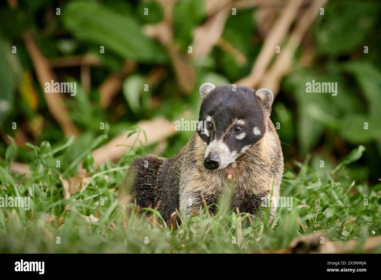 Pizote, White-nosed Coati, Antoon (Nasua narica). Adult sitting in ...