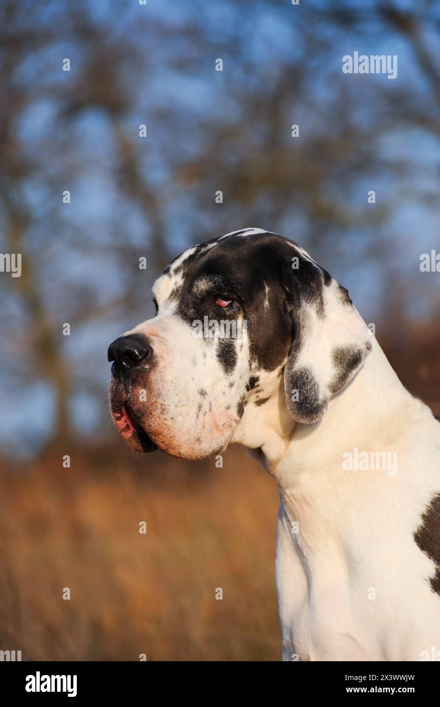 Portrait of Great Dane purebred dog in outdoor Stock Photo - Alamy