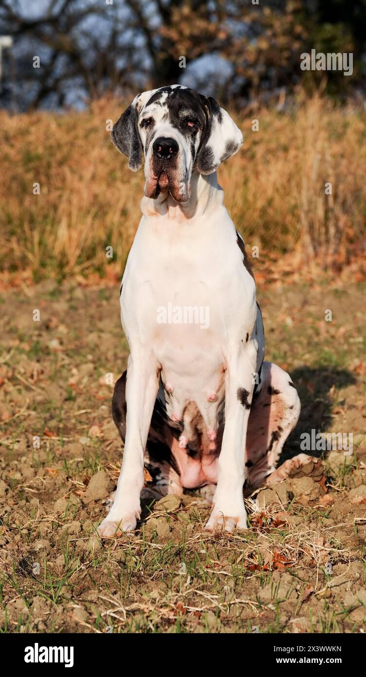 Portrait of Great Dane purebred dog in outdoor Stock Photo - Alamy