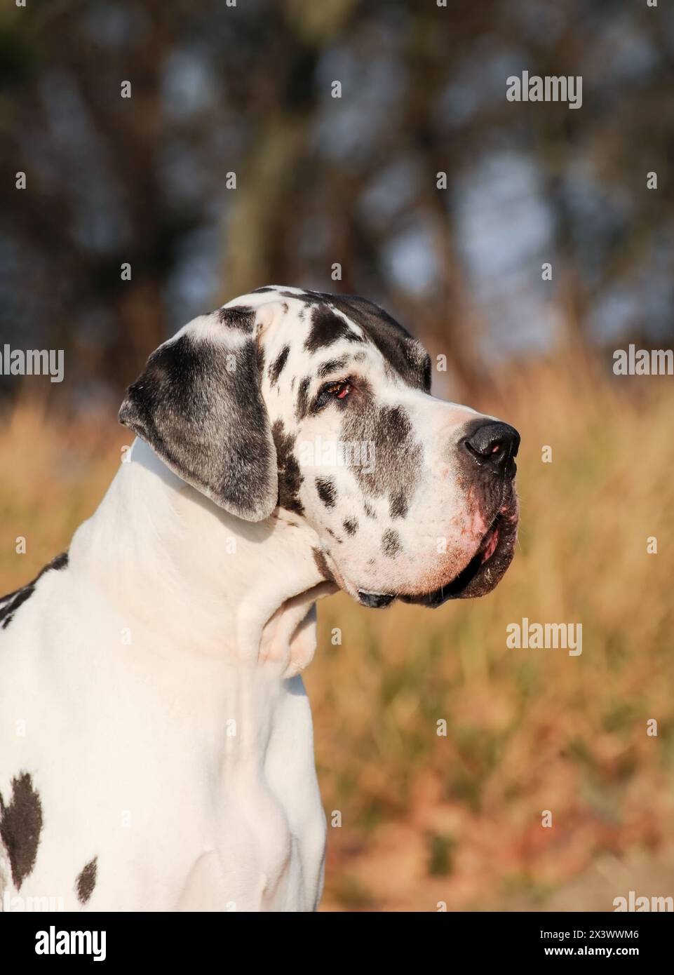 Portrait of Great Dane purebred dog in outdoor Stock Photo - Alamy