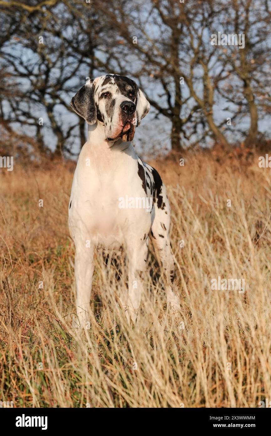 Portrait of Great Dane purebred dog in outdoor Stock Photo - Alamy