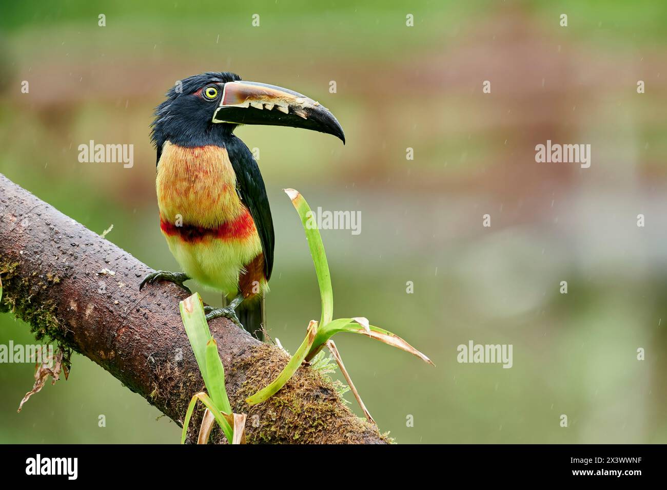 Collared Aracari (Pteroglossus torquatus). Adult standing on a branch ...