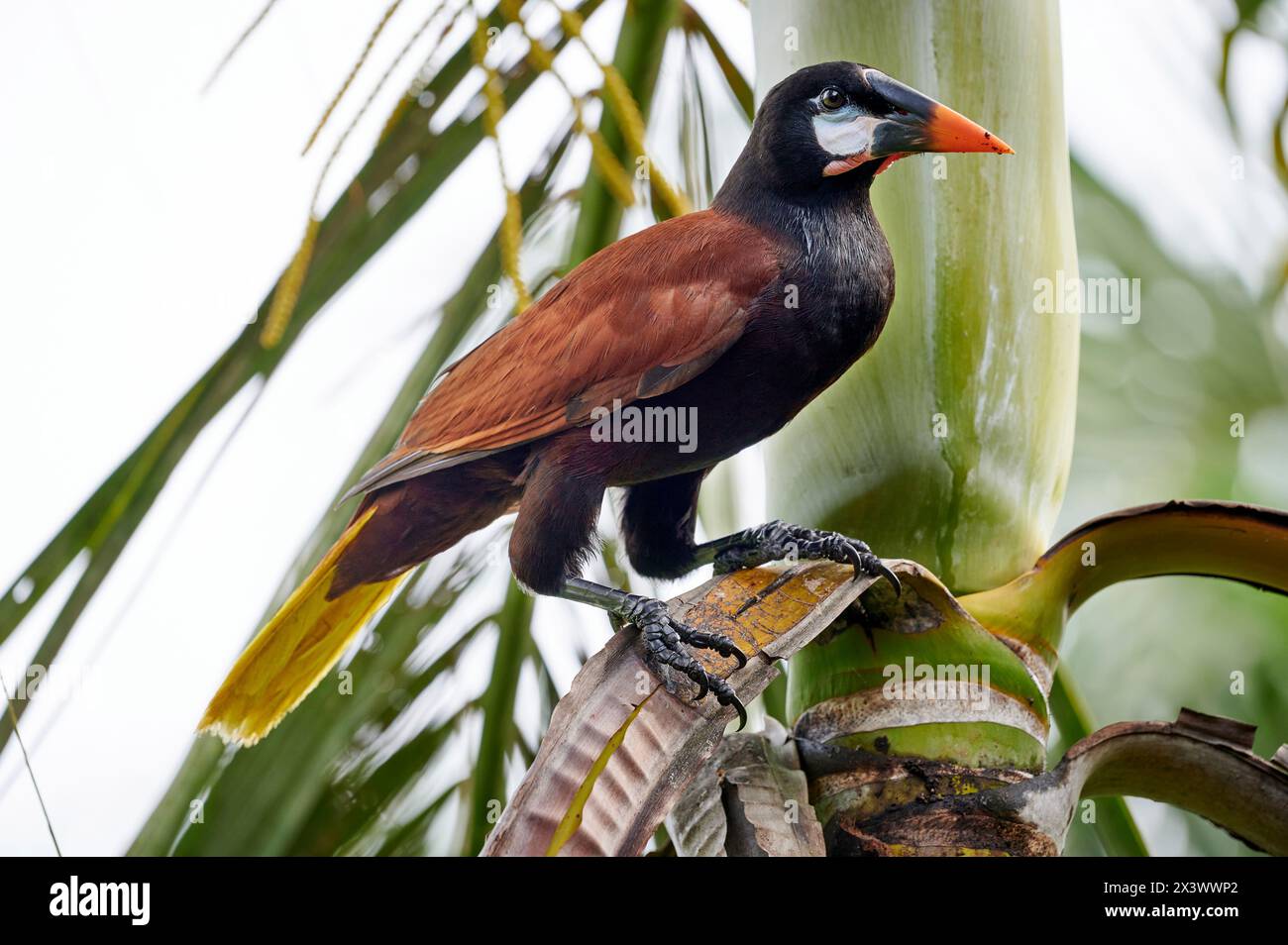 Montezuma Oropendola (Psarocolius montezuma) perched on a palm ...
