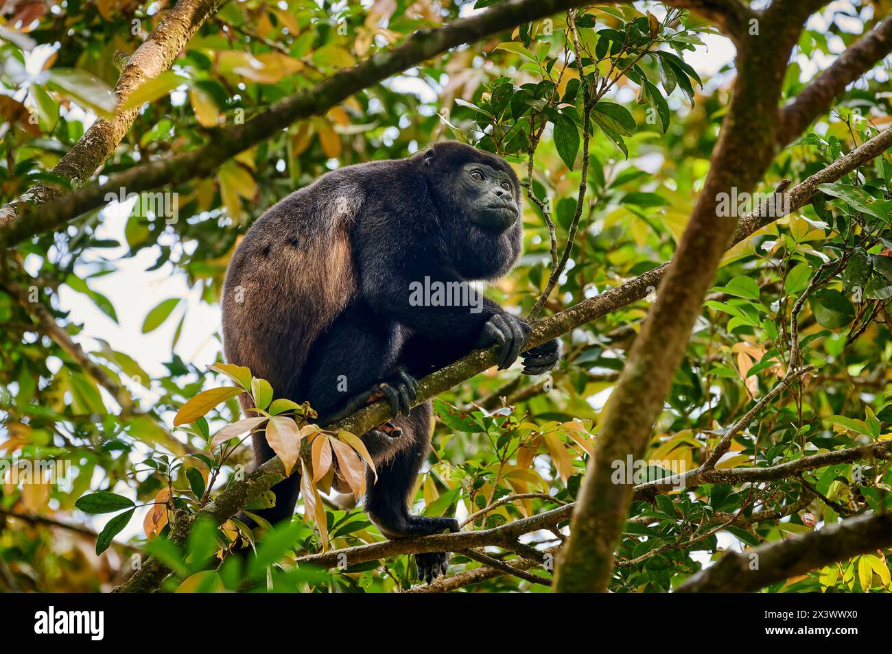 Mantled Howler (Alouatta palliata). Adult in a tree. Parque Nacional ...