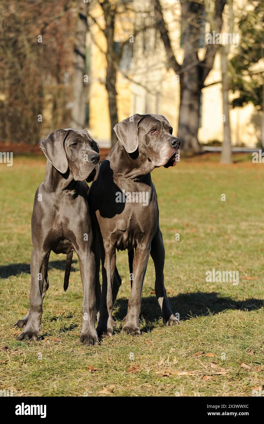 Portrait of two Great Dane purebred dogs in outdoor Stock Photo - Alamy