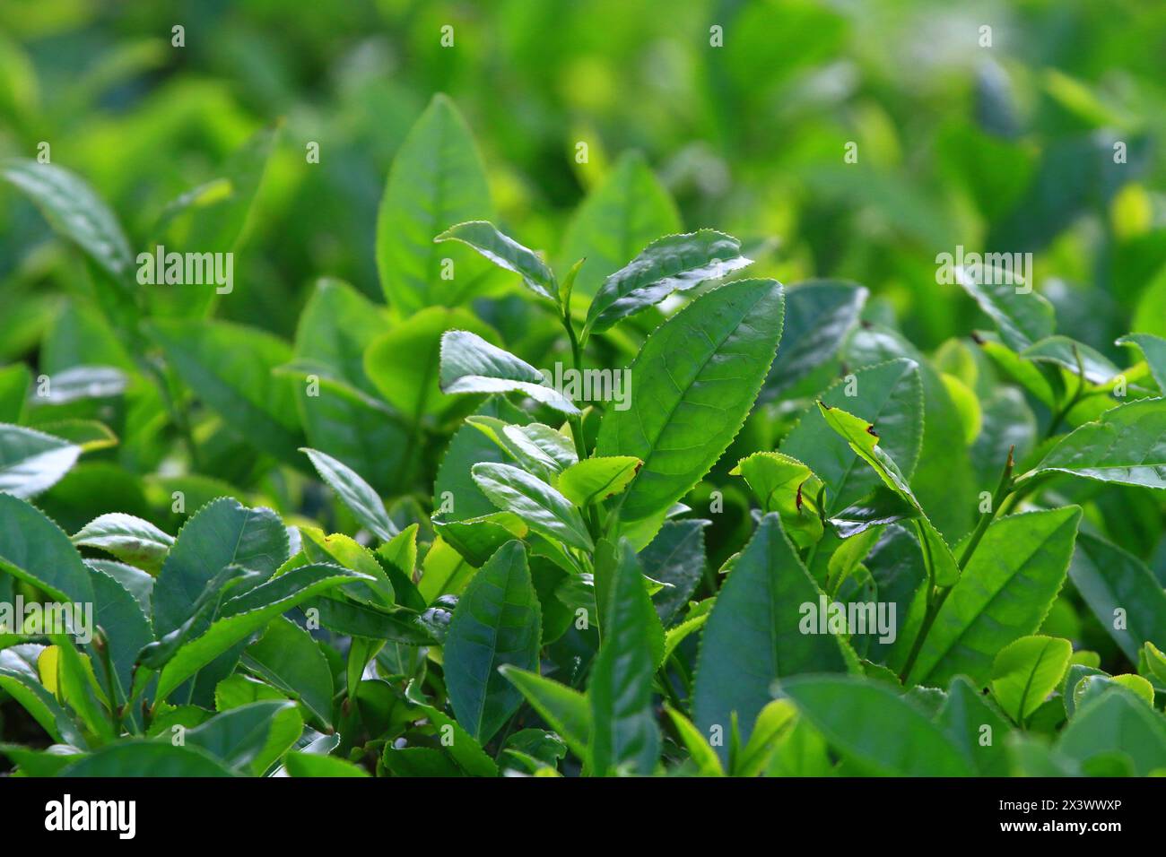 Sao Miguel Island, Azores, Portugal. Tea plantation. Gorreana Stock ...