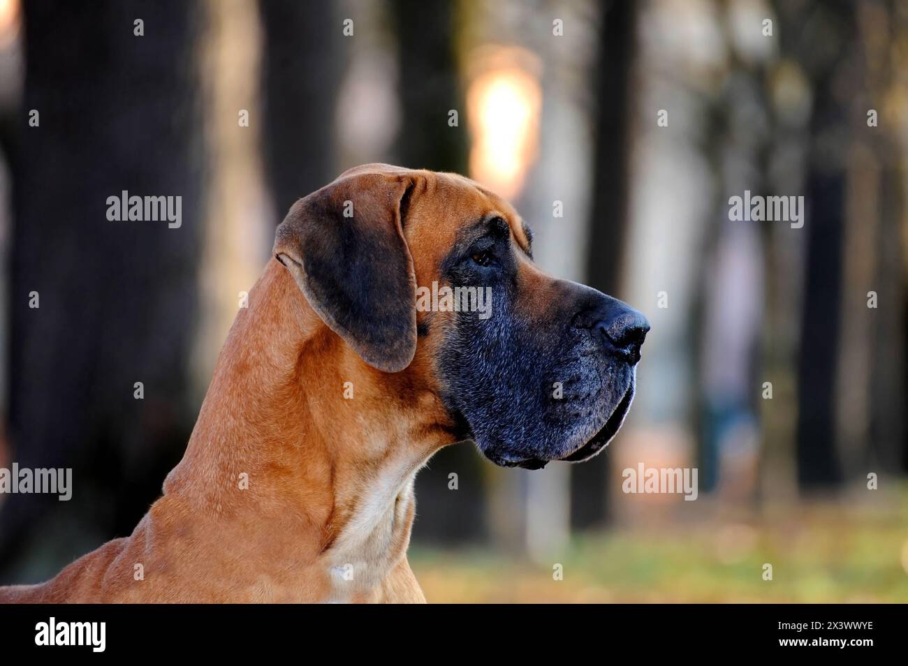 Portrait of Great Dane purebred dog in outdoor Stock Photo - Alamy