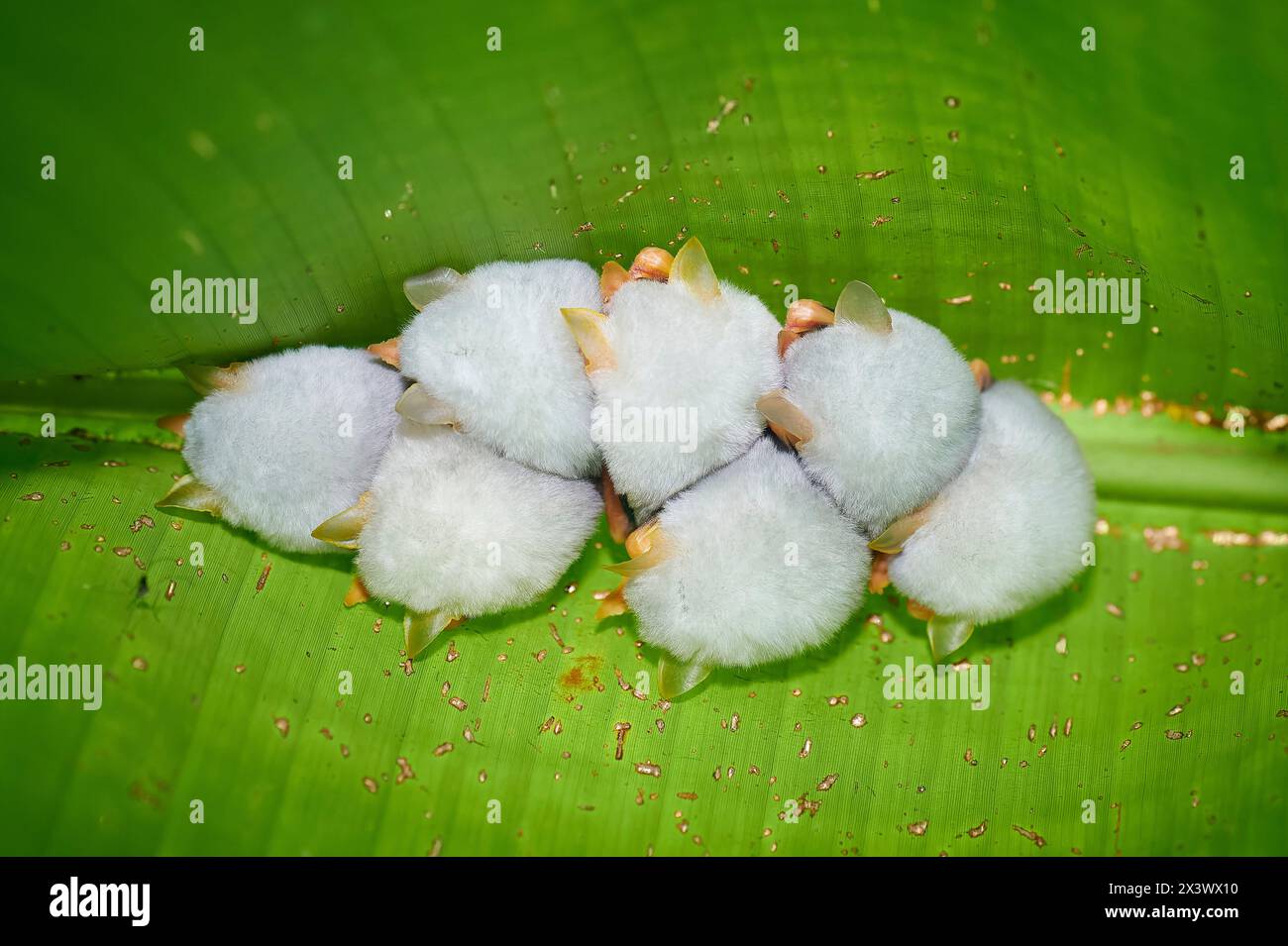 Honduran White Bat (Ectophylla alba) roosting under a leaf, Braulio ...