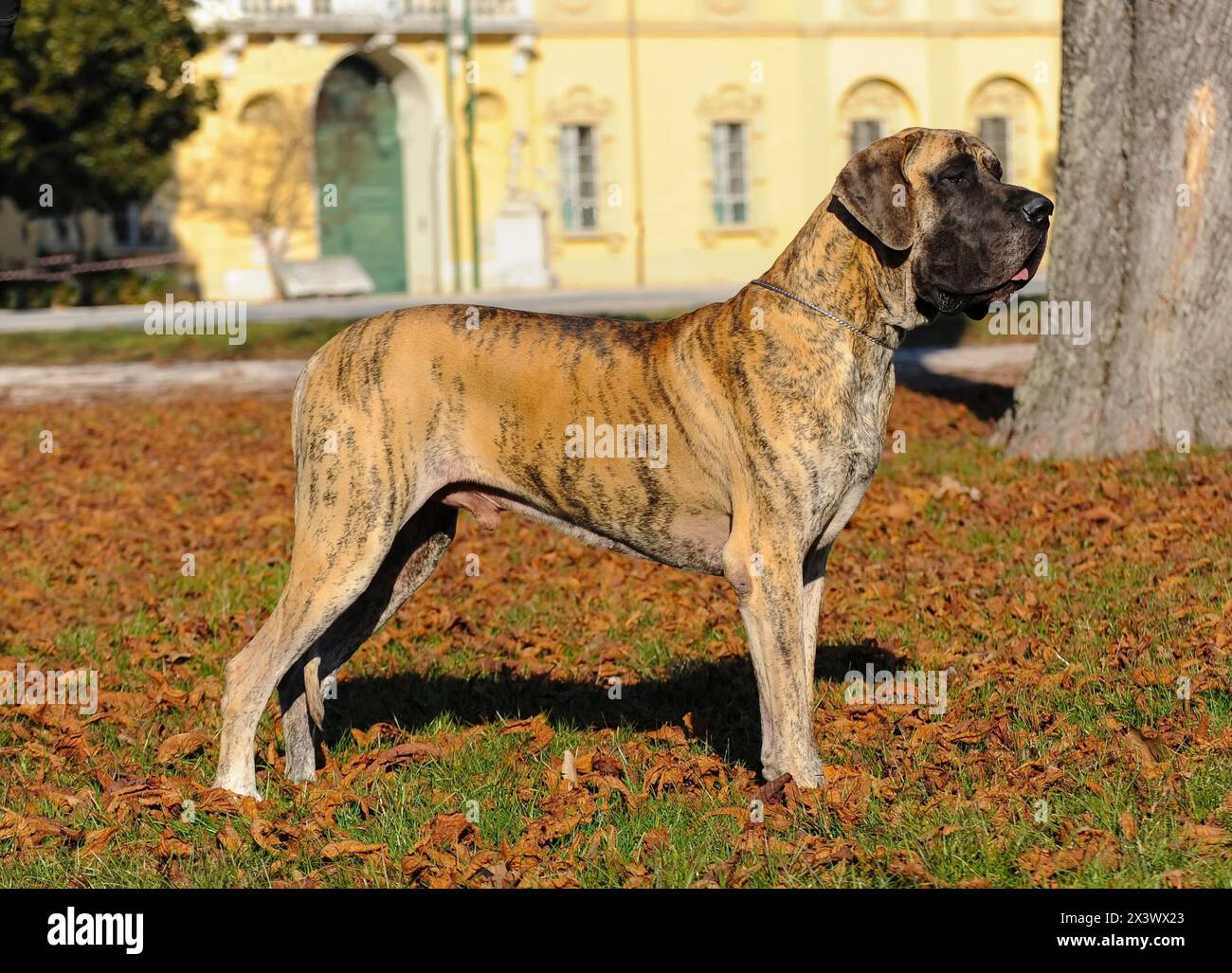 Portrait of Great Dane purebred dog in outdoor Stock Photo - Alamy