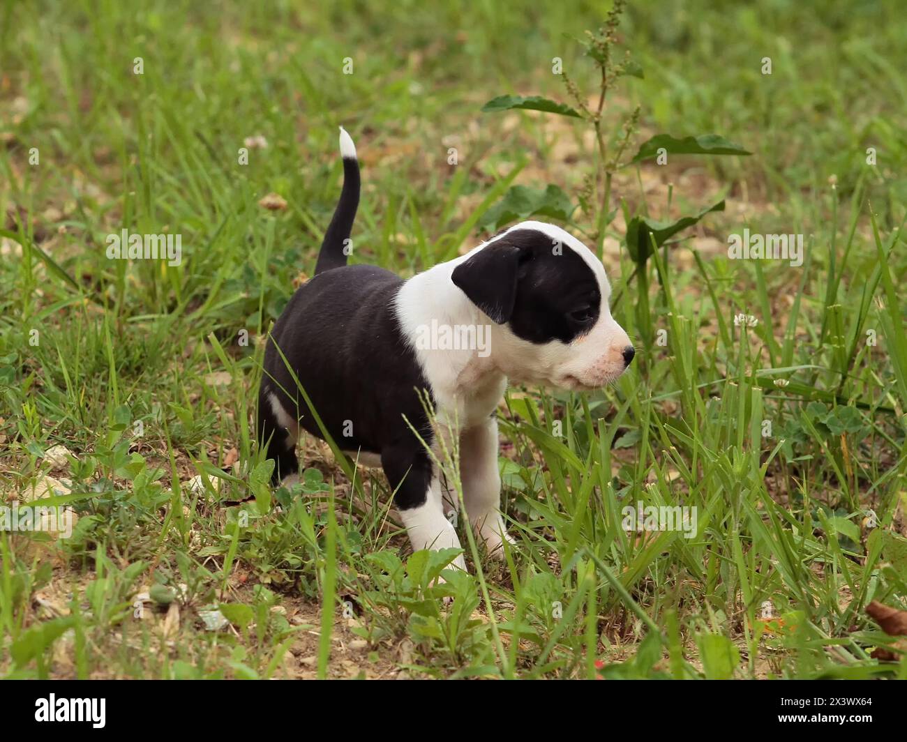 Beautiful American Staffordshire Terrier, Amstaff puppy dog in the ...