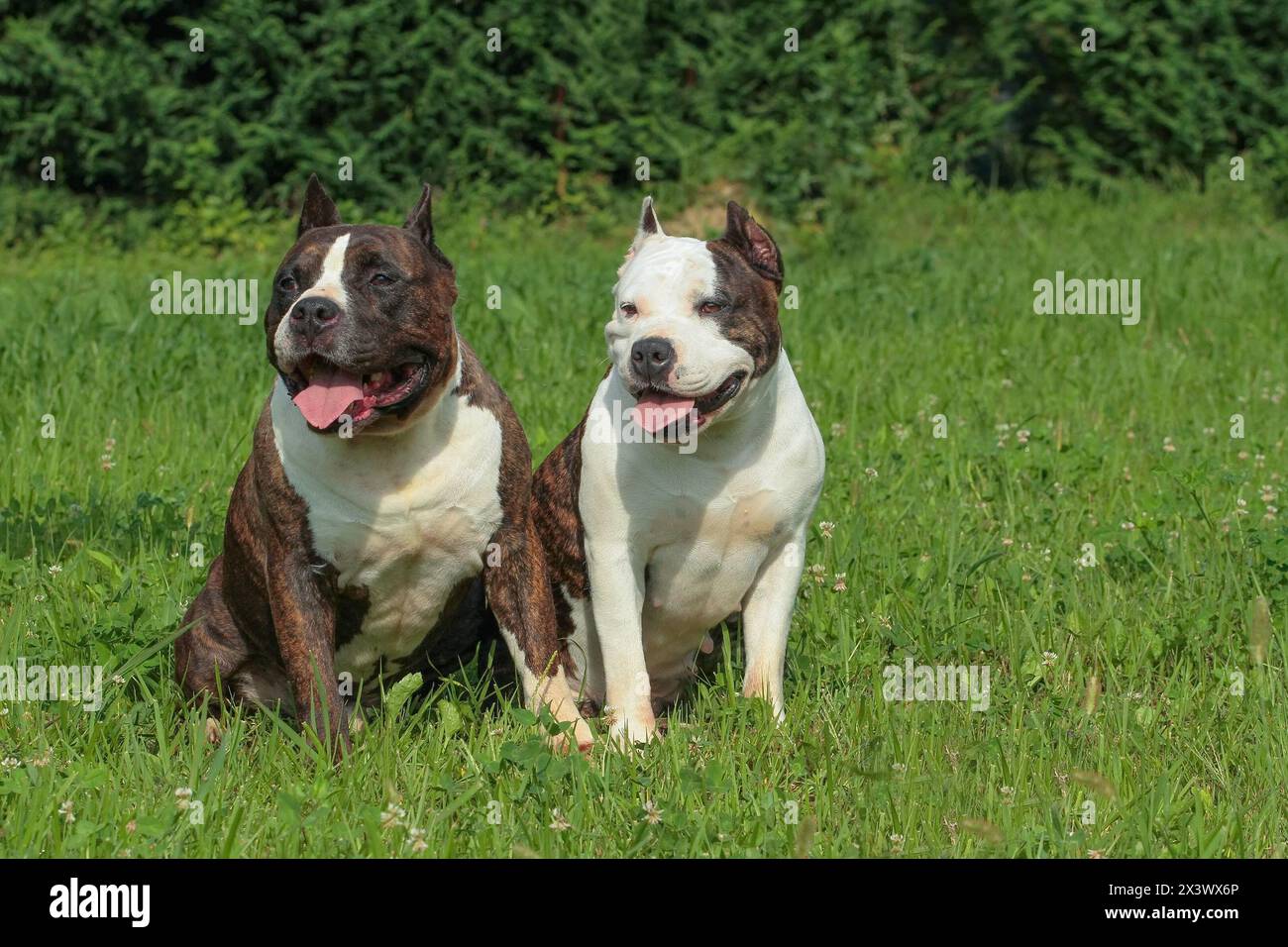 Beautiful American Staffordshire Terrier. Two Amstaff dogs in the ...