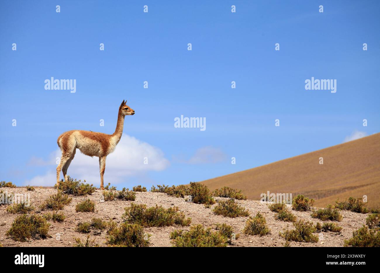 Chile, Antofagasta Region, Atacama Desert, vicuna, vicugna vicugna ...