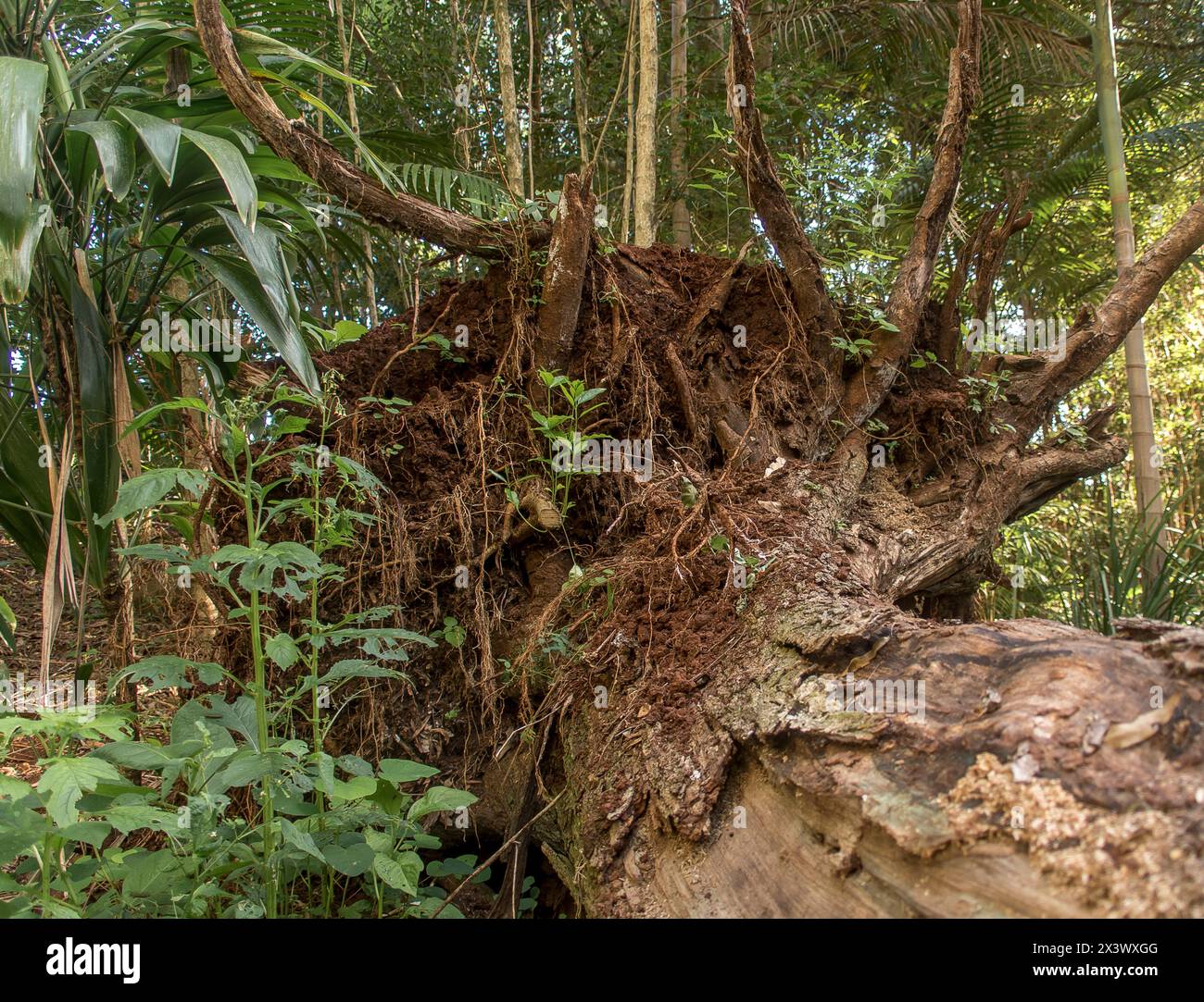4 months after tree uprooted by storm on Christmas Day 2023. Weeds ...