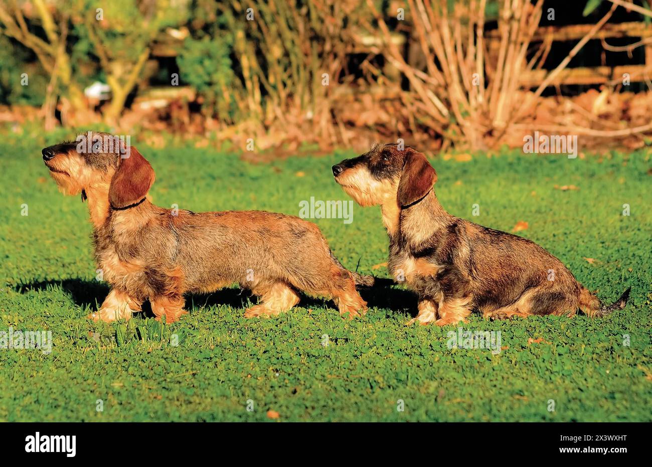 Twp dogs hi-res stock photography and images - Alamy