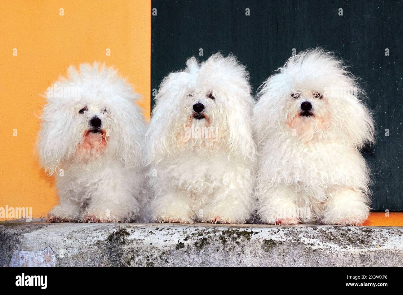 Portrait of beautiful white Bichon Bolognese Dog Stock Photo - Alamy