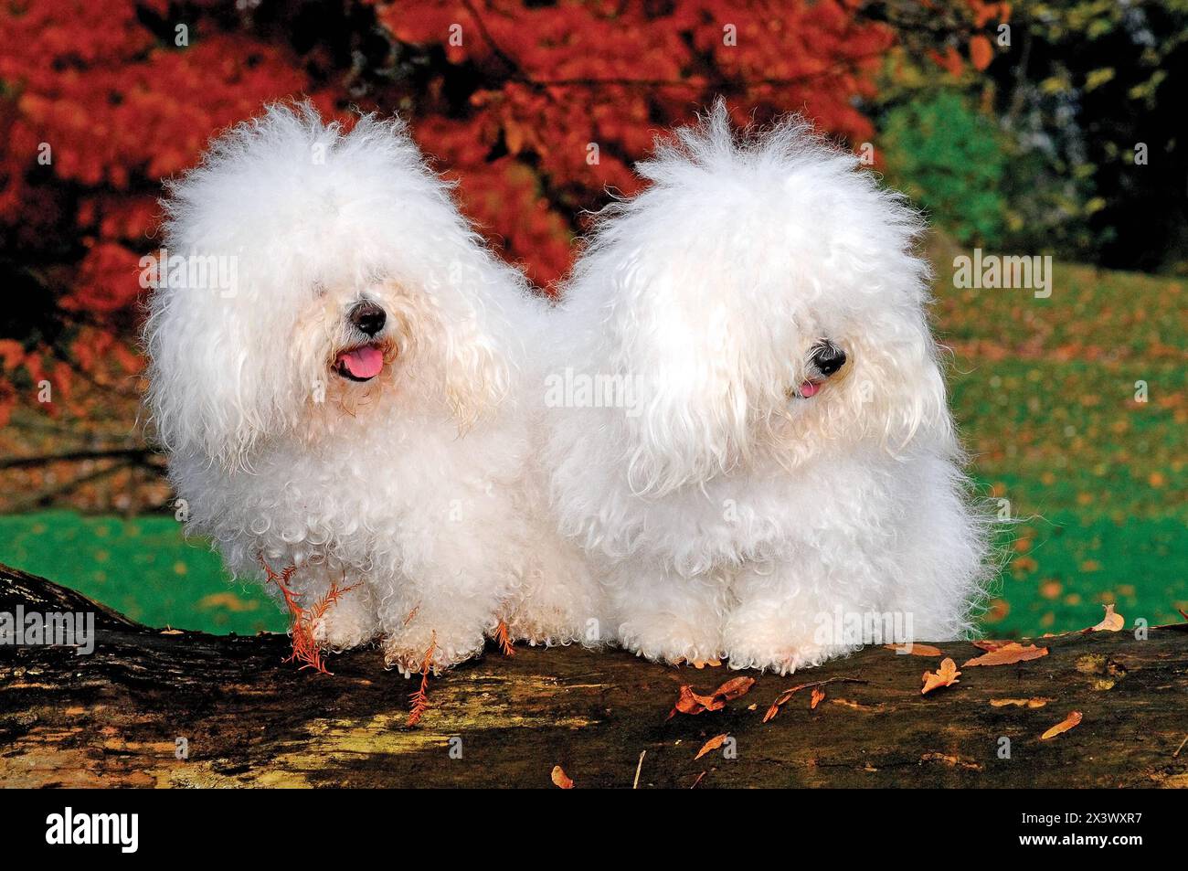 Portrait of beautiful white Bichon Bolognese Dog Stock Photo - Alamy