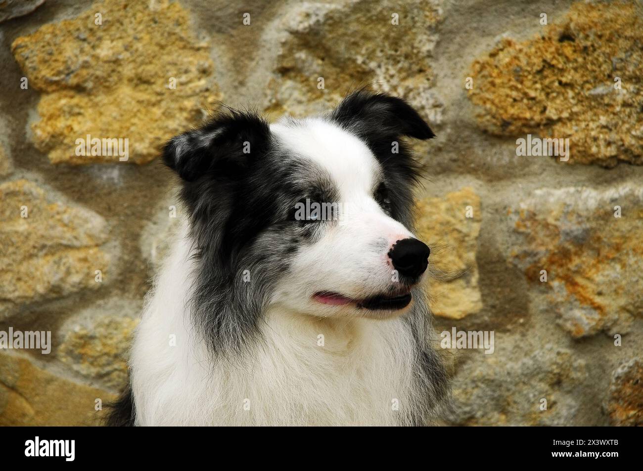 Portrait of beautiful Border Collie dog in outdoors Stock Photo - Alamy