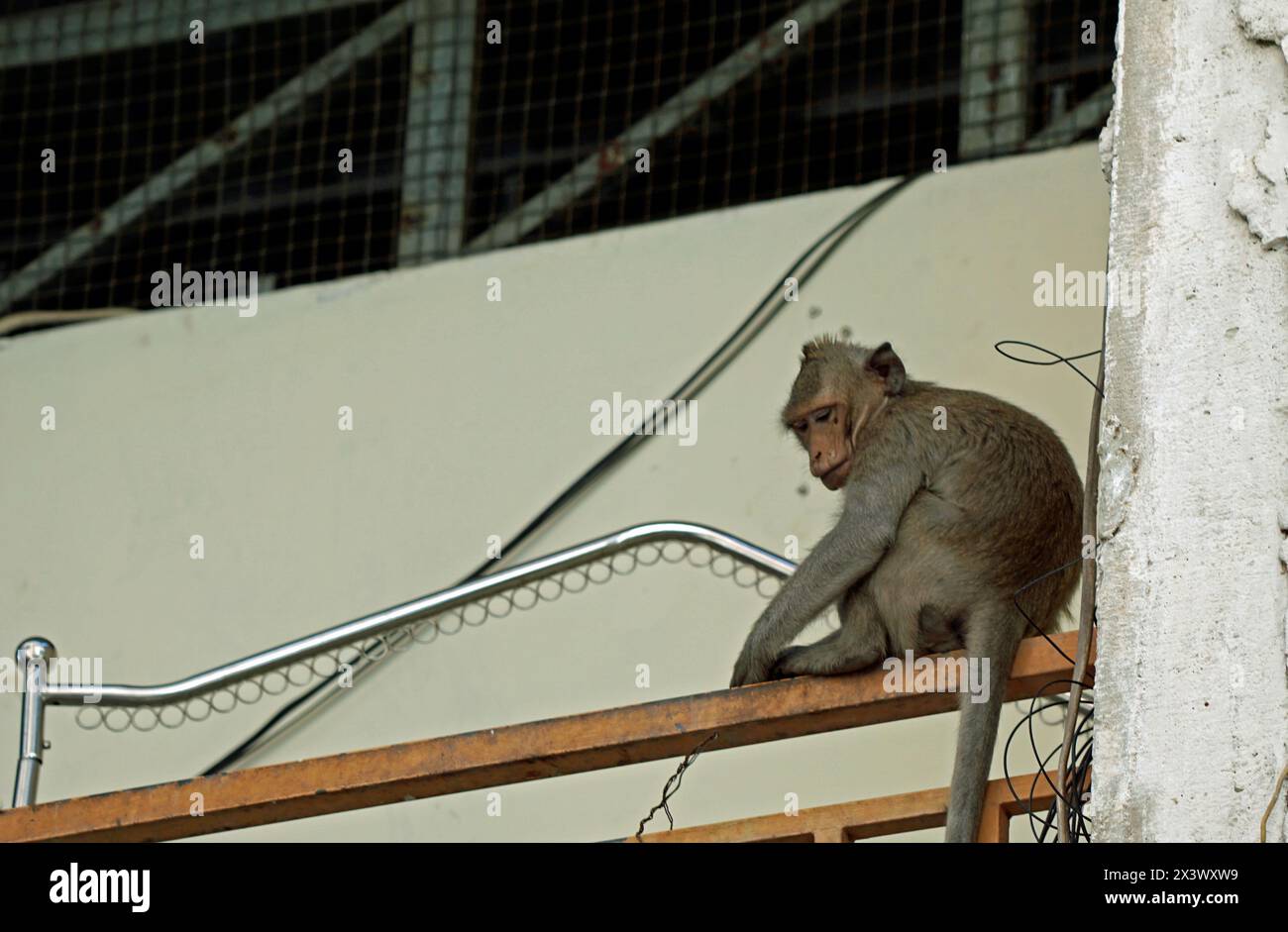 wild living monkeys in downtown phnom penh in cambodia Stock Photo - Alamy