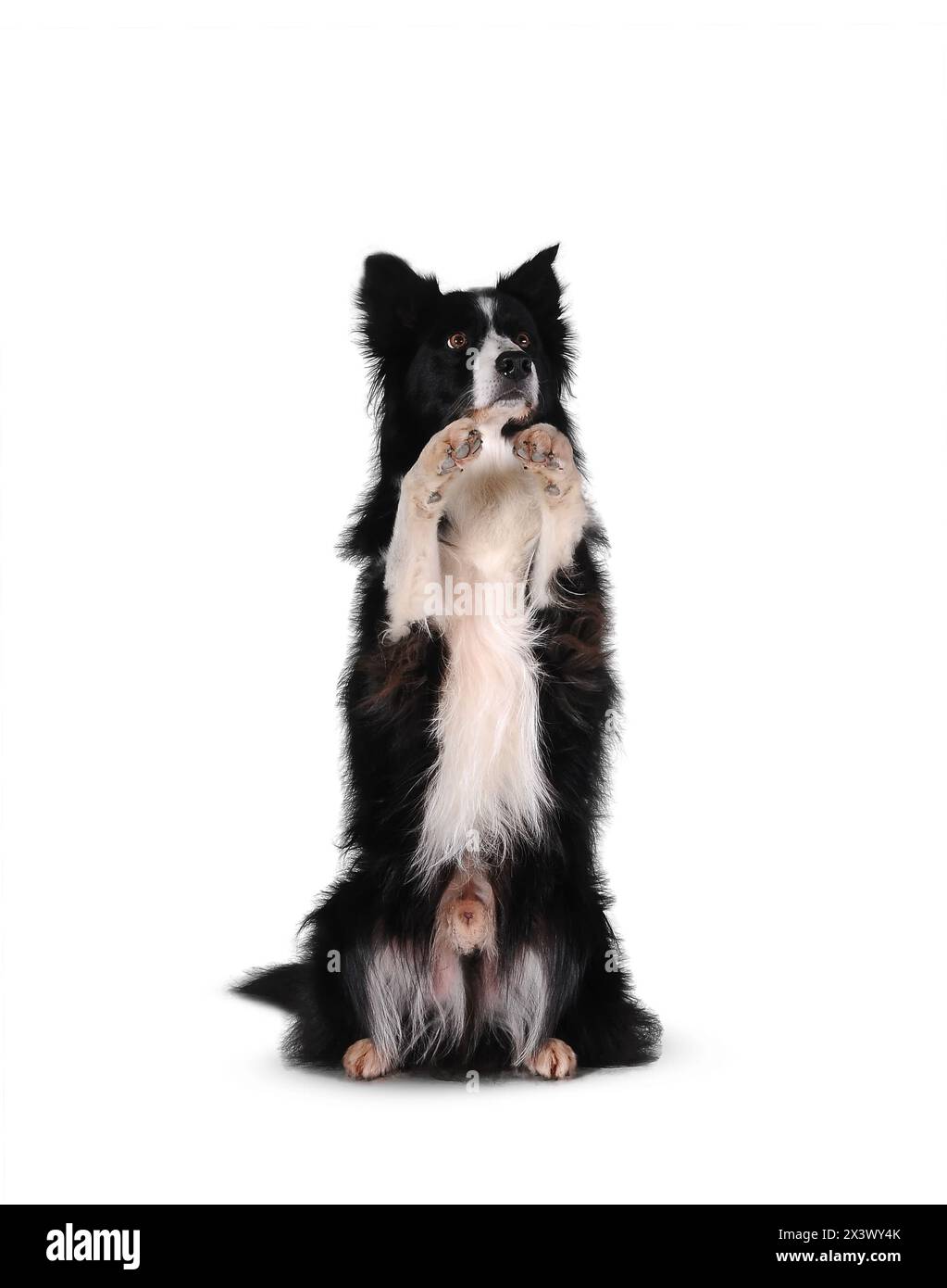 Portrait of purebred border collie isolated on white background Stock ...