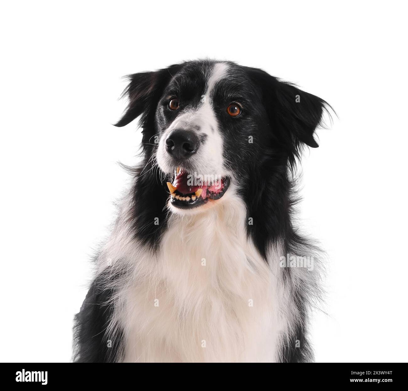 Portrait of purebred border collie isolated on white background Stock ...