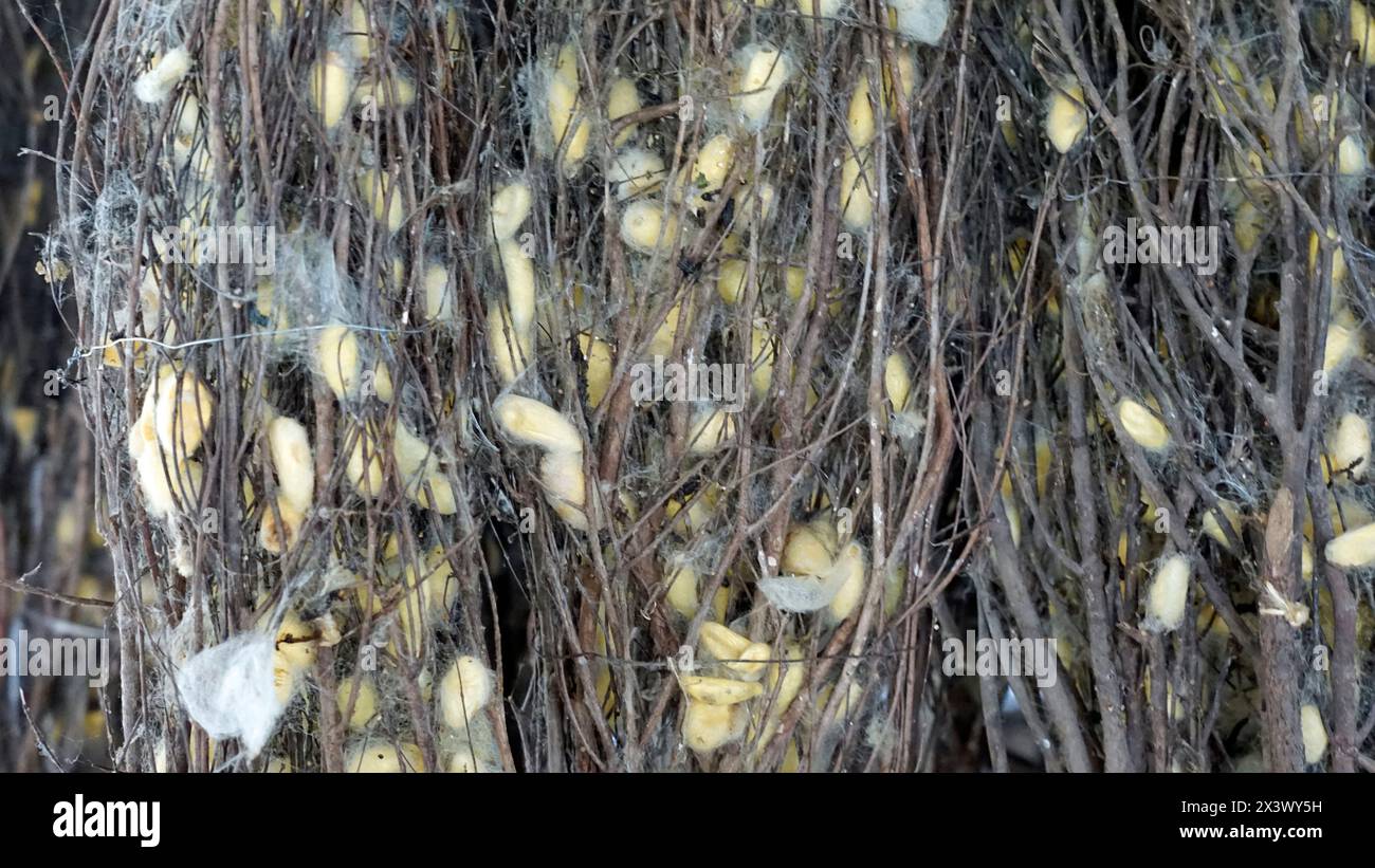 silk manufacture on silk island in phnom penh Stock Photo - Alamy