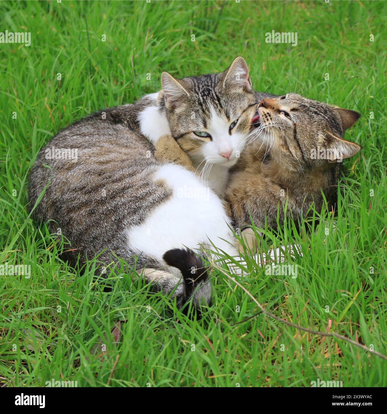 Domestic cat. Two cats smooching on a meadow Stock Photo - Alamy