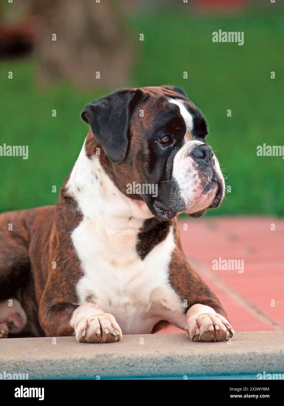 German boxer deutscher boxer hi-res stock photography and images - Alamy