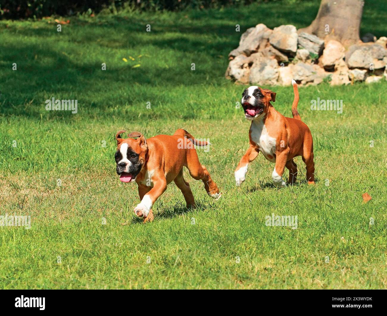 Portrait of two boxer dogs hi-res stock photography and images - Alamy