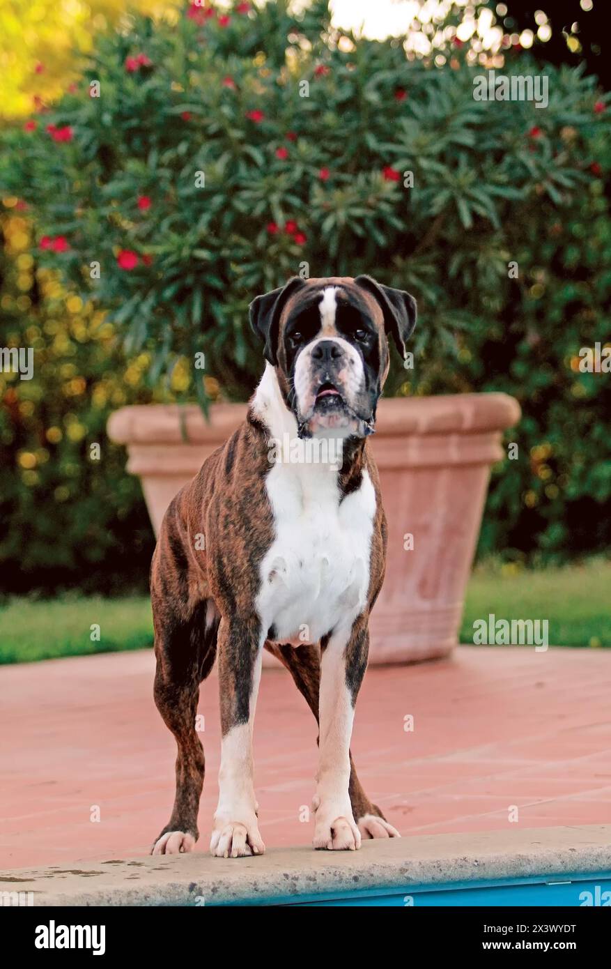 German boxer deutscher boxer hi-res stock photography and images - Alamy