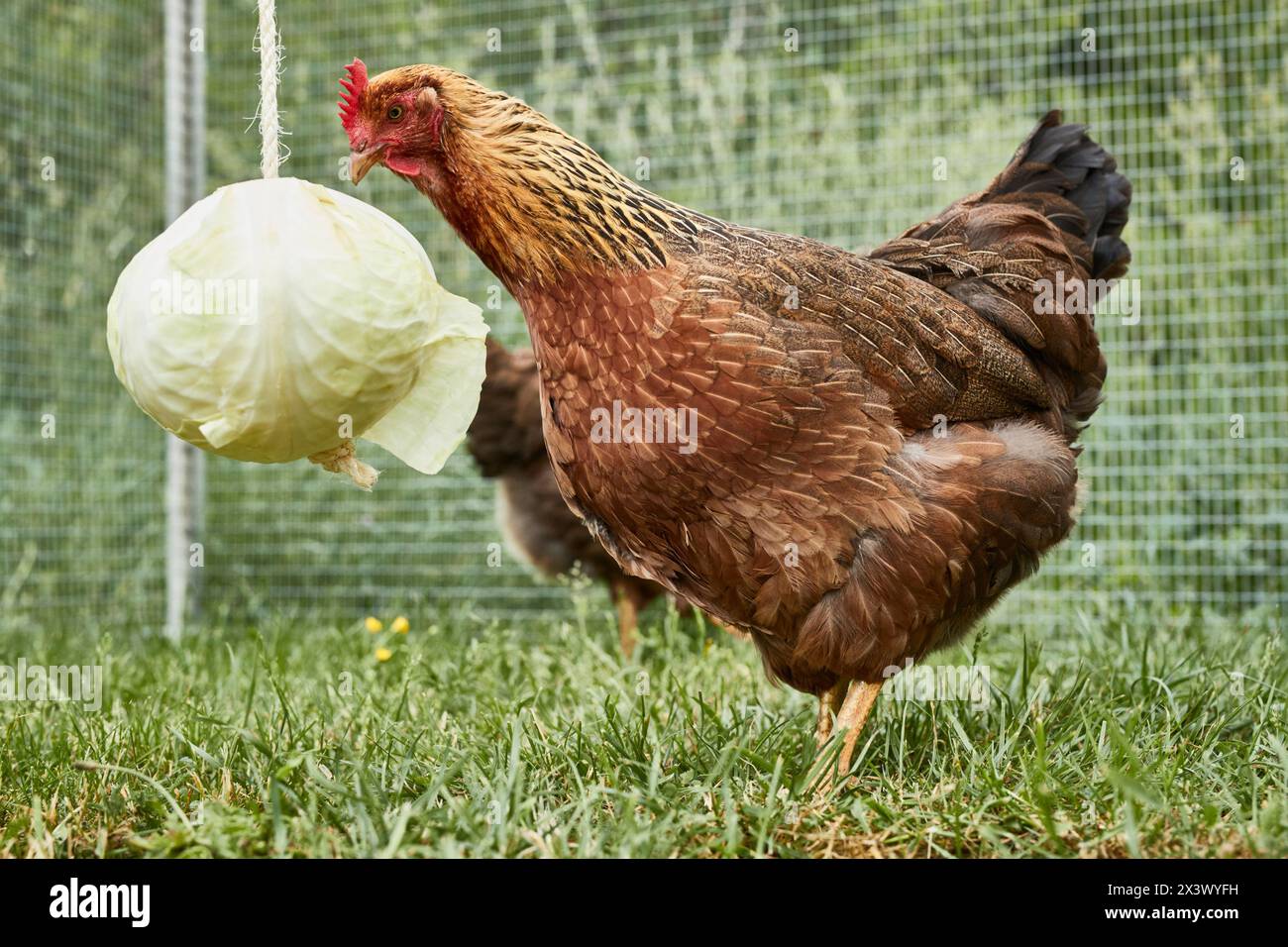 Welsummer Chicken. Hen in the garden on a hung cabbage head. Activity ...