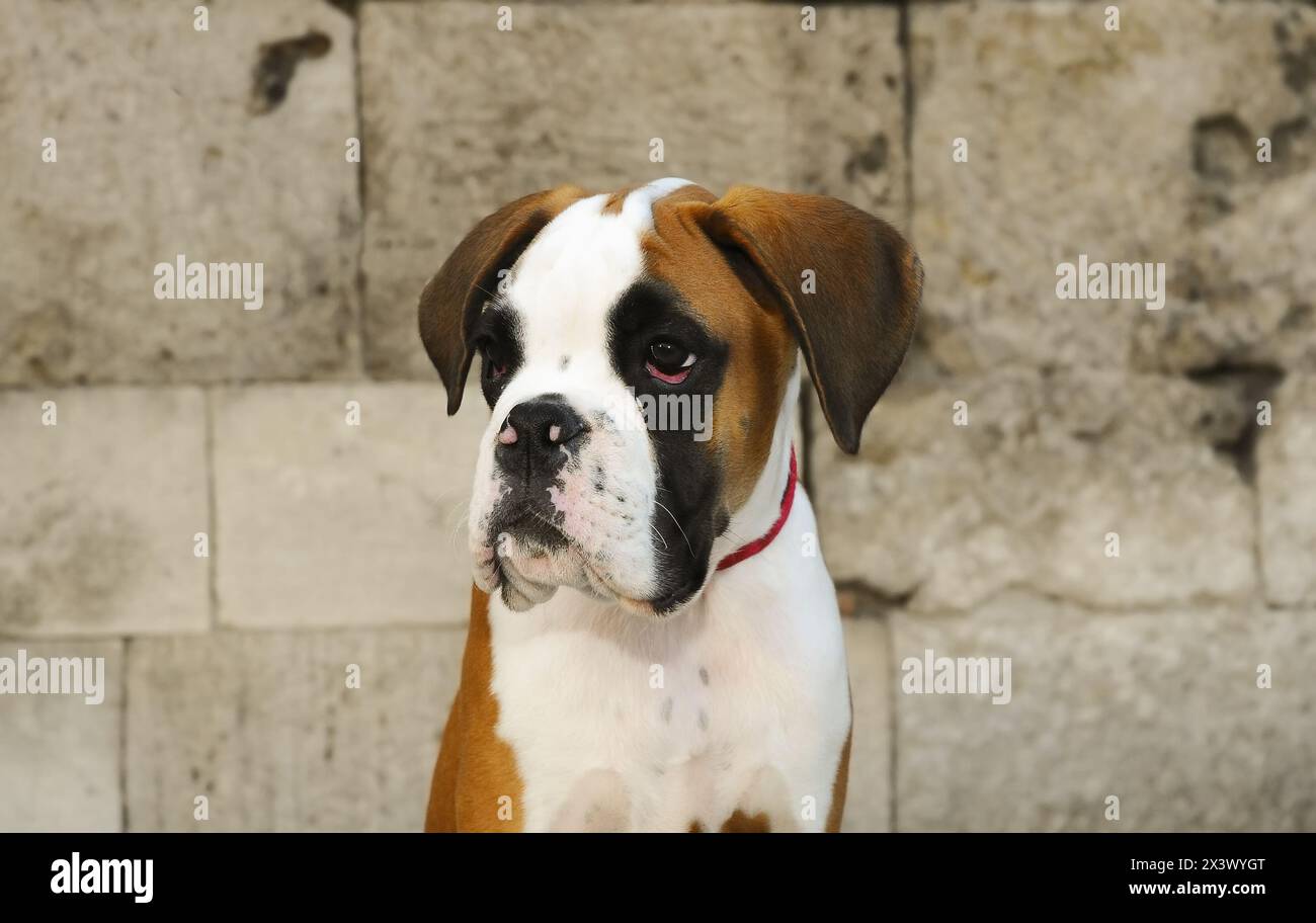 Portrait of puppy dog breed boxer on wall background Stock Photo - Alamy