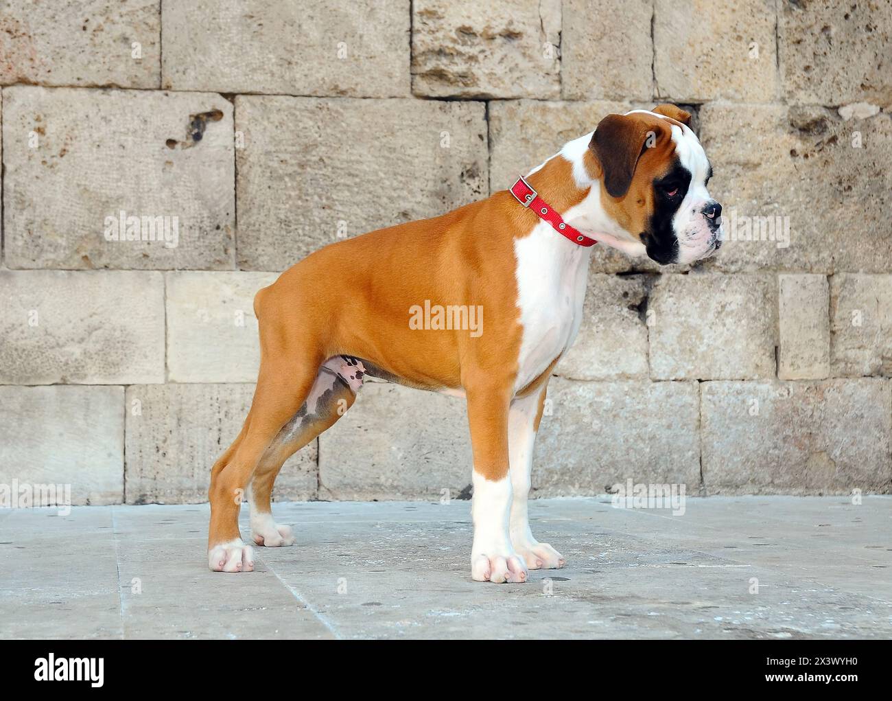 Portrait of puppy dog breed boxer on wall background Stock Photo - Alamy