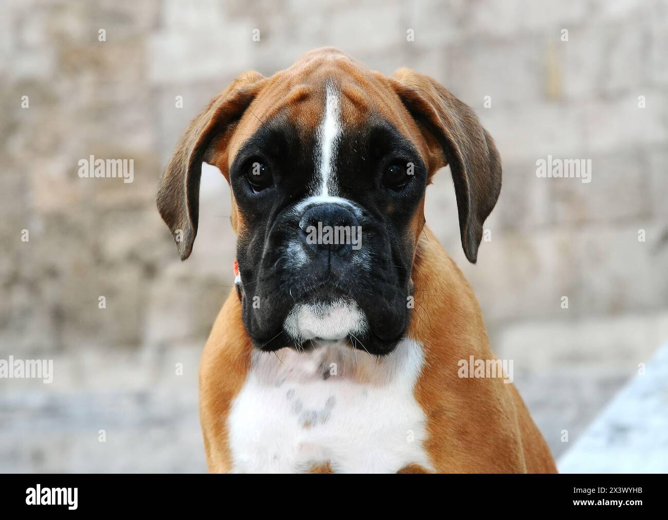 Portrait of puppy dog breed boxer on wall background Stock Photo - Alamy