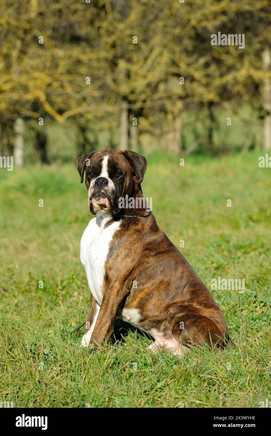 Boxer dog breed head hi-res stock photography and images - Alamy
