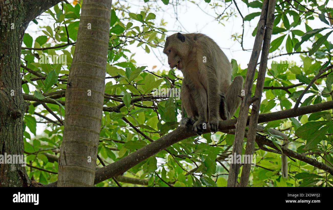 wild living monkeys in cambodian town kampot Stock Photo - Alamy