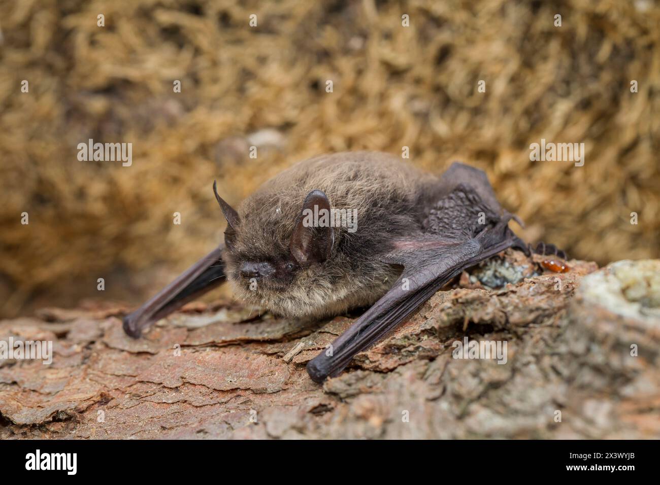 Whiskered bat (Myotis mystacinus). Female on bark. Germany Stock Photo ...
