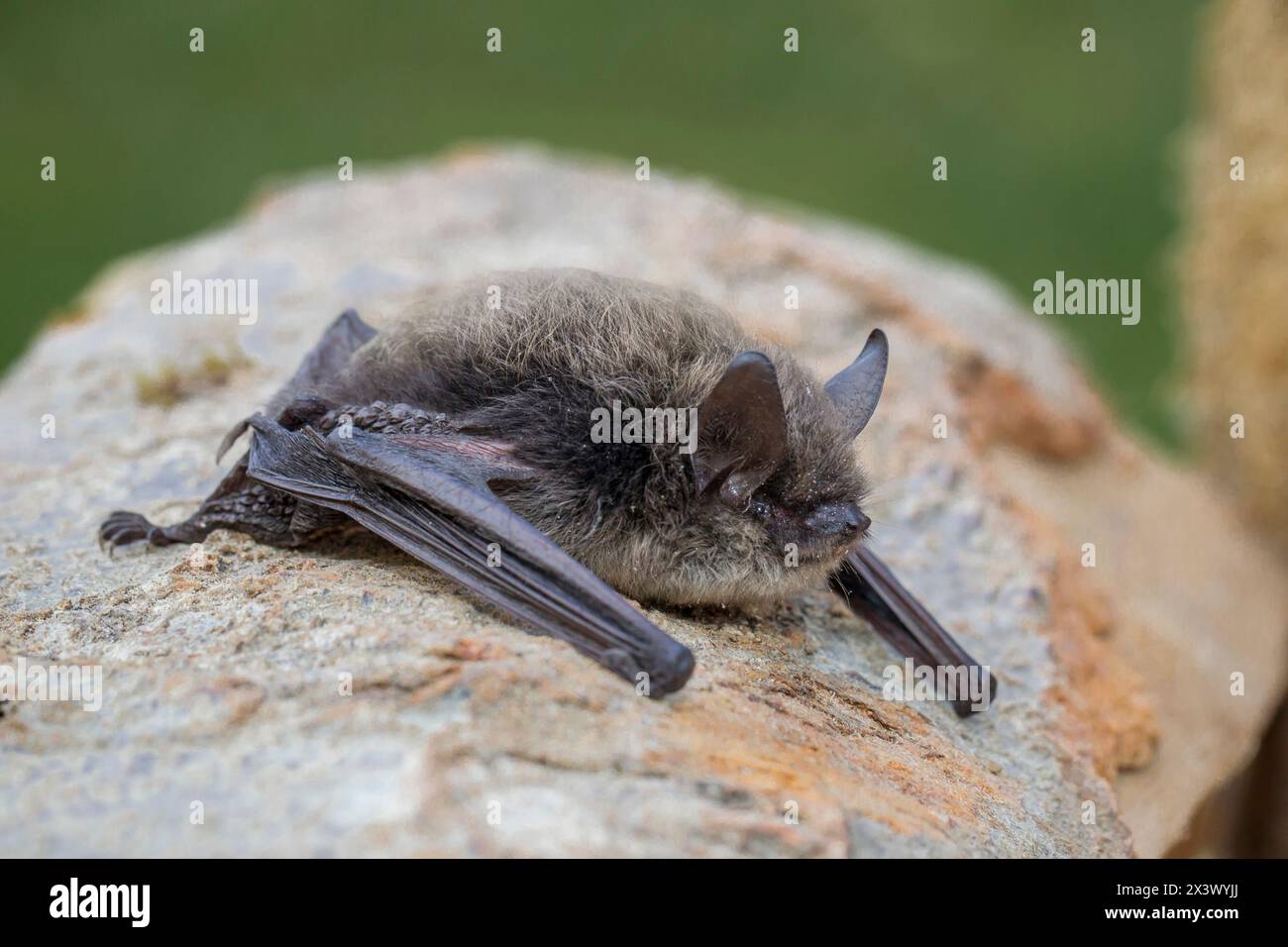 Whiskered bat (Myotis mystacinus). Female on wood. Germany Stock Photo ...