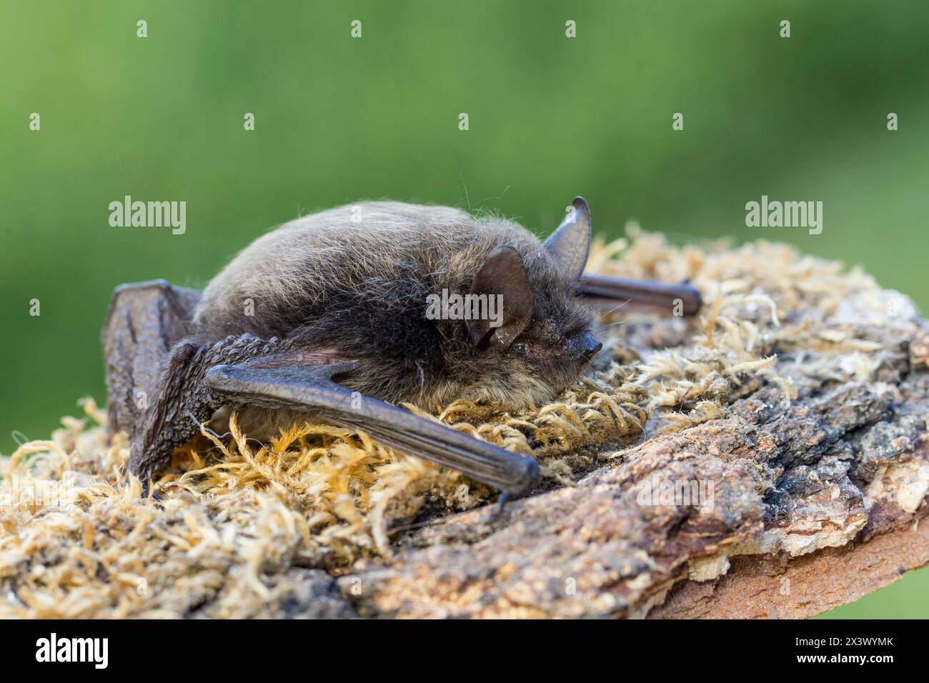 Whiskered bat (Myotis mystacinus). Female on moss. Germany Stock Photo ...