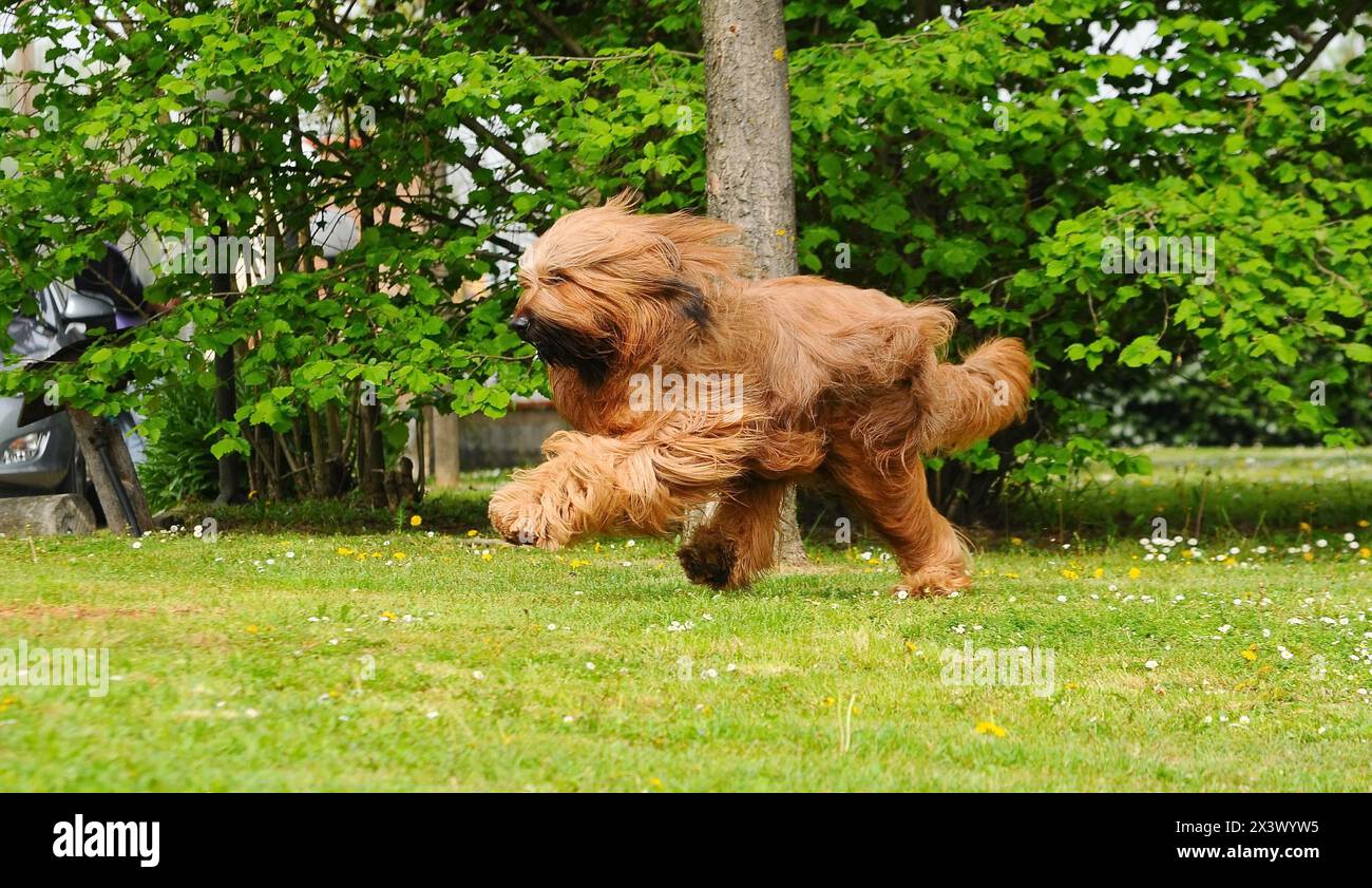 Briard dog, portrait of french shepherd in outdoors Stock Photo - Alamy
