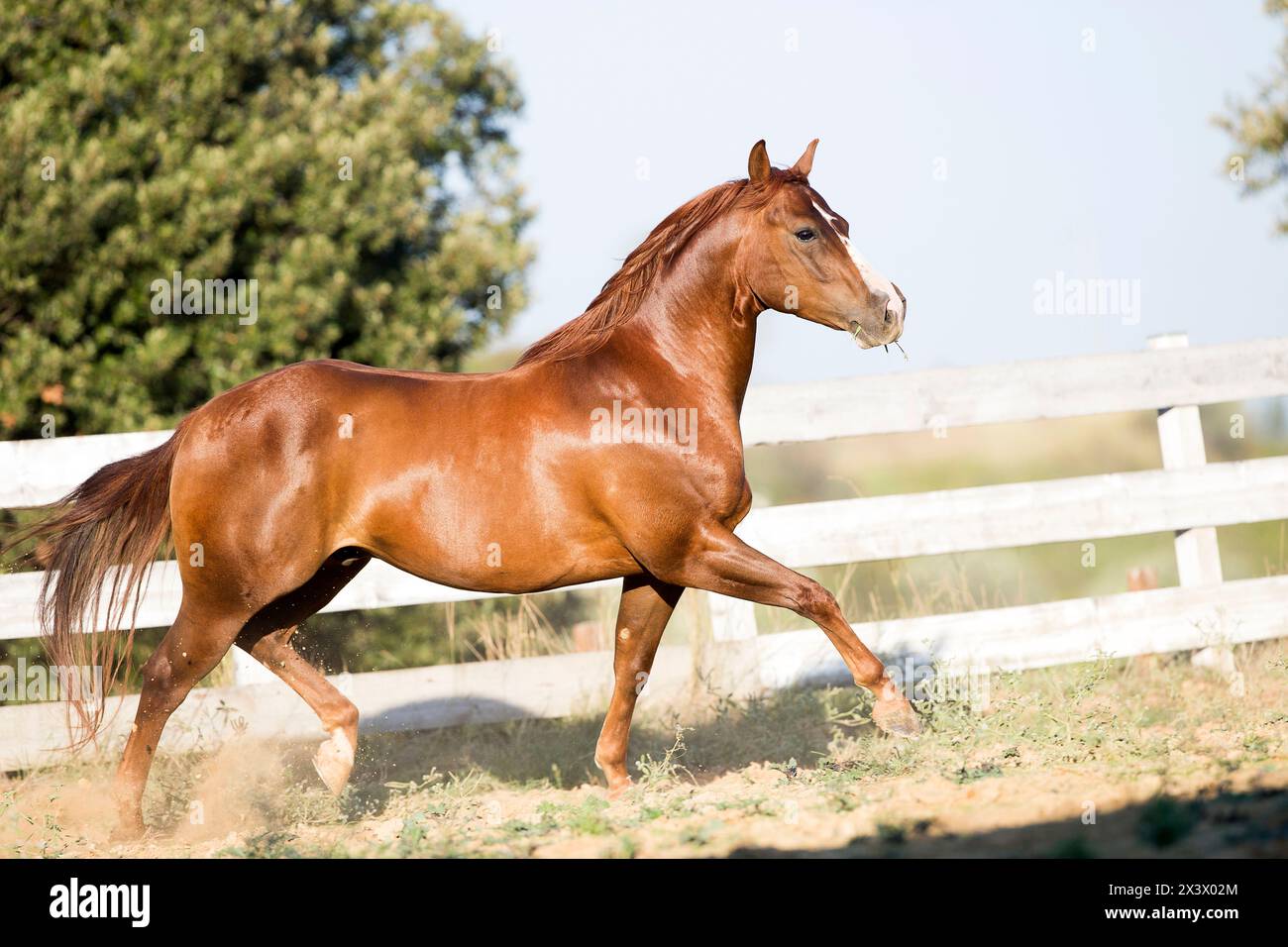 American Quarter Horse. Chestnut gelding trotting in a paddock. Italy ...