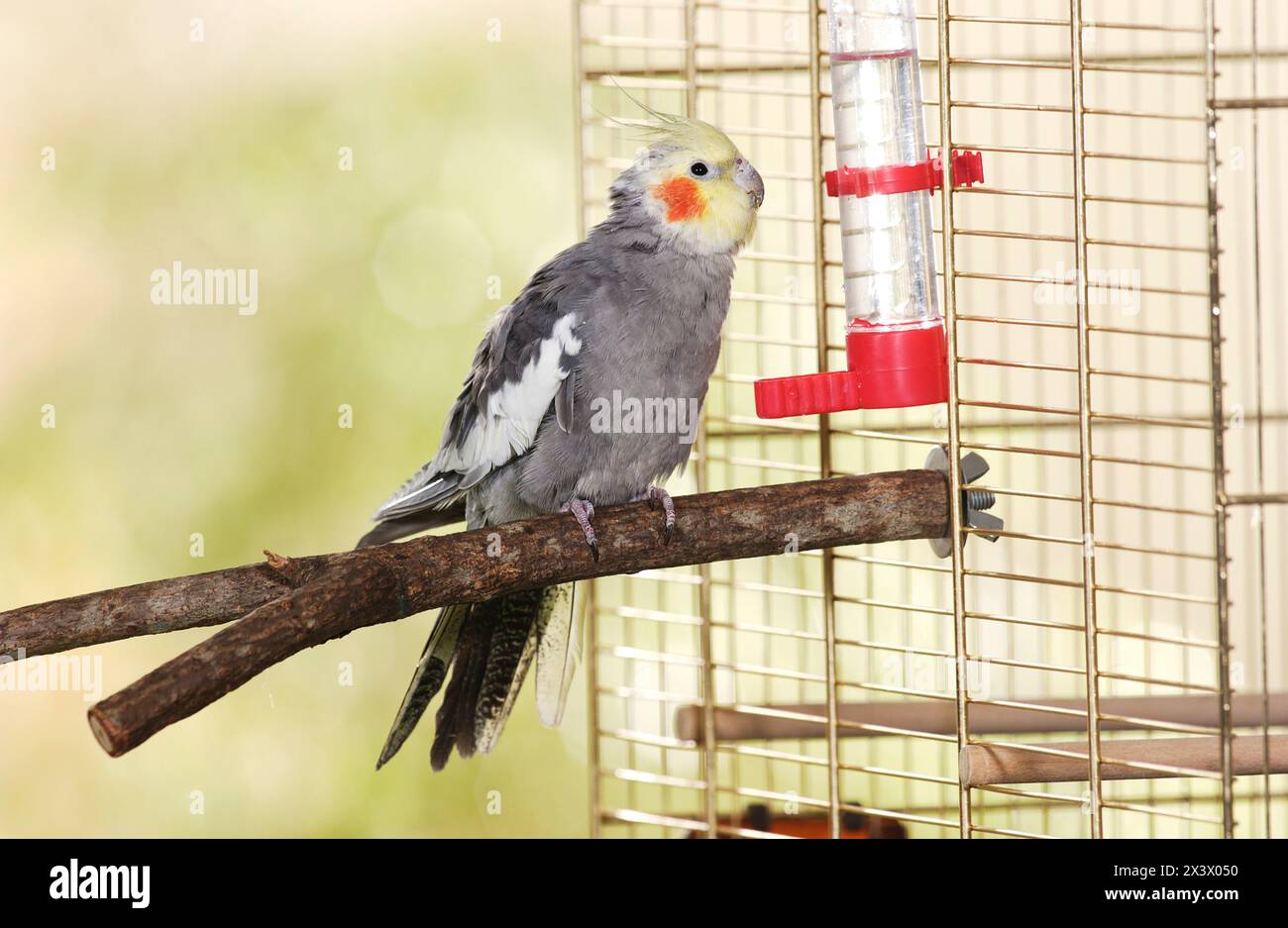 Cockatiel (Nymphicus hollandicus), drinking from a tubular drinker ...
