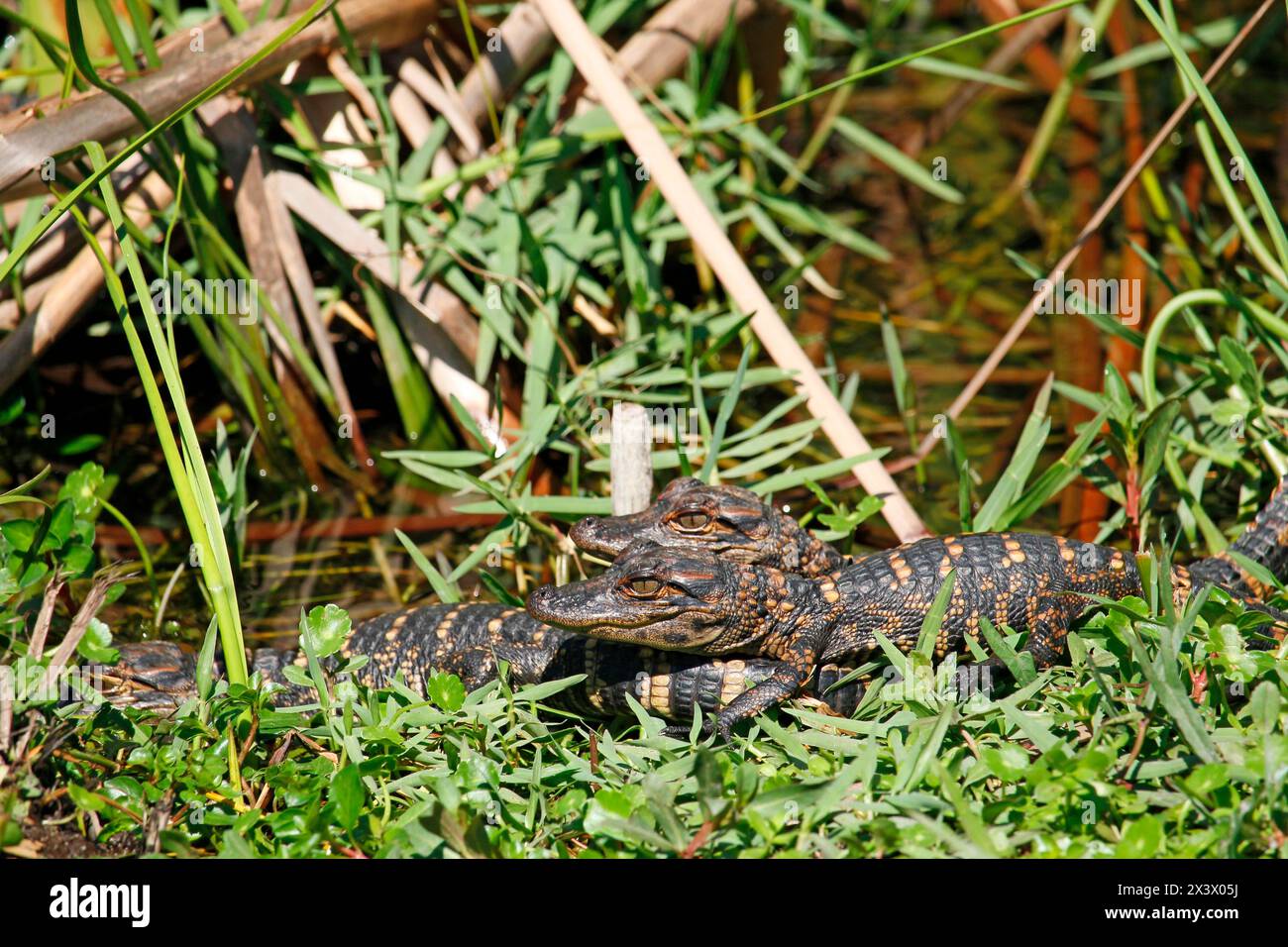 American alligators florida everglades hi-res stock photography and images - Alamy