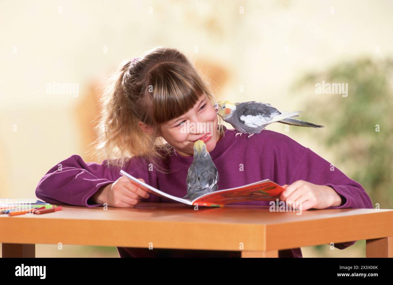 Cockatiel (Nymphicus hollandicus). Girl reading with two bird watching ...
