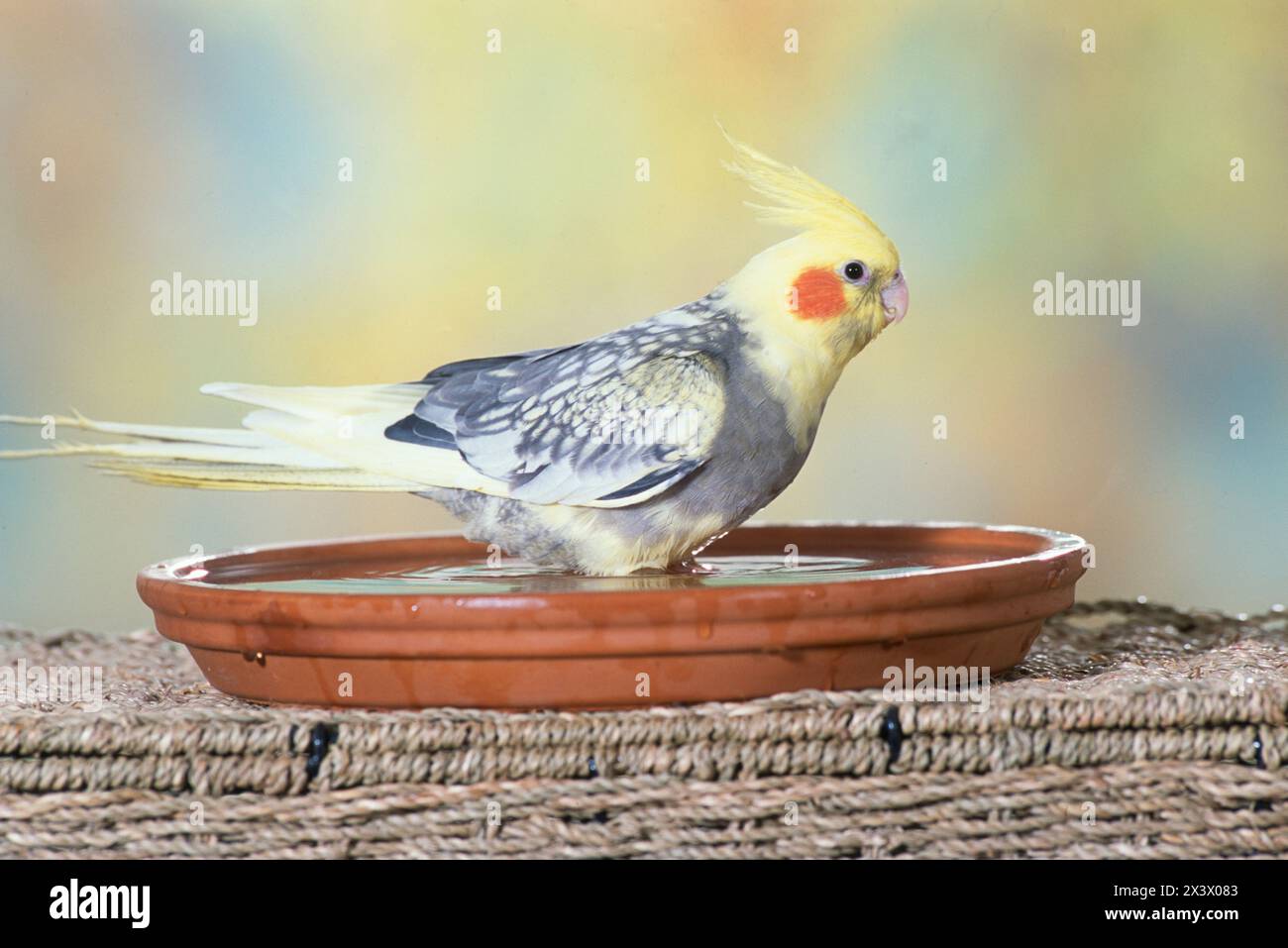 Cockatiel (Nymphicus hollandicus). Adult male bathing in a dish ...