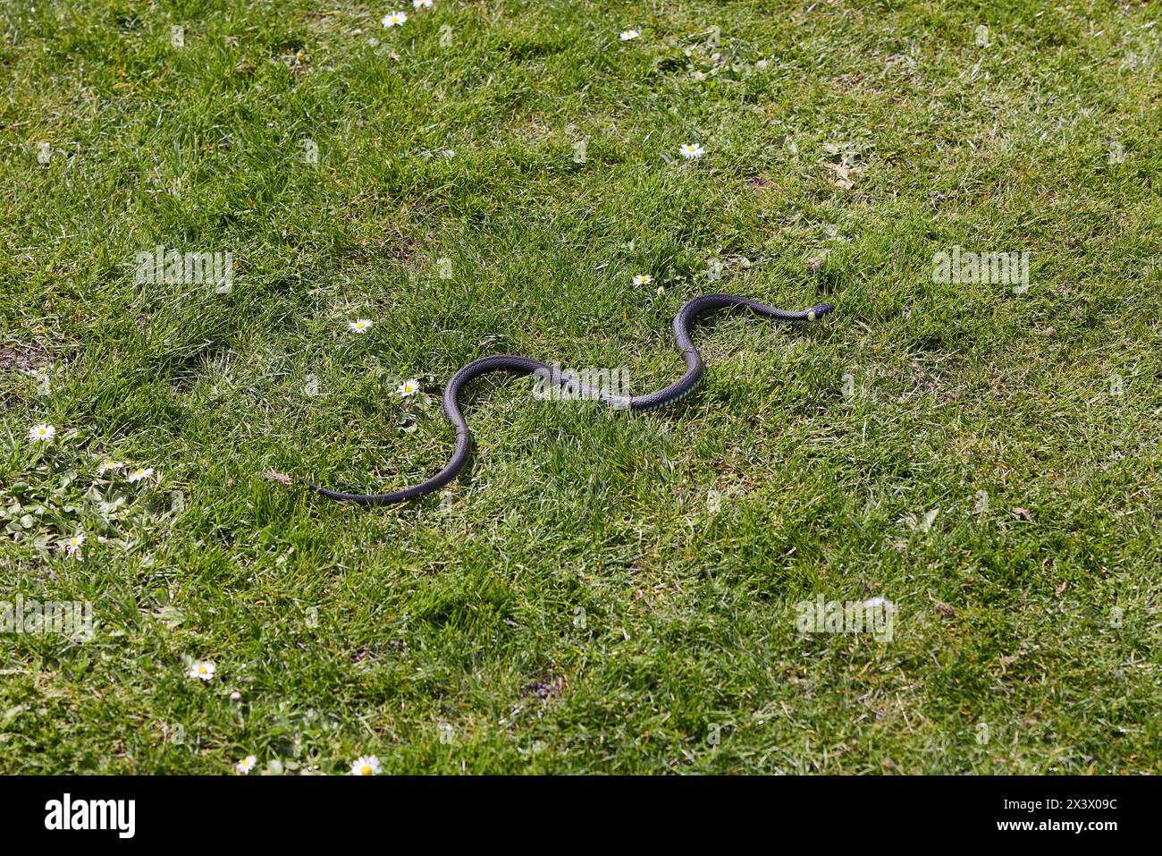 Grass snake (Natrix natrix), University of Copenhagen Botanical Garden ...