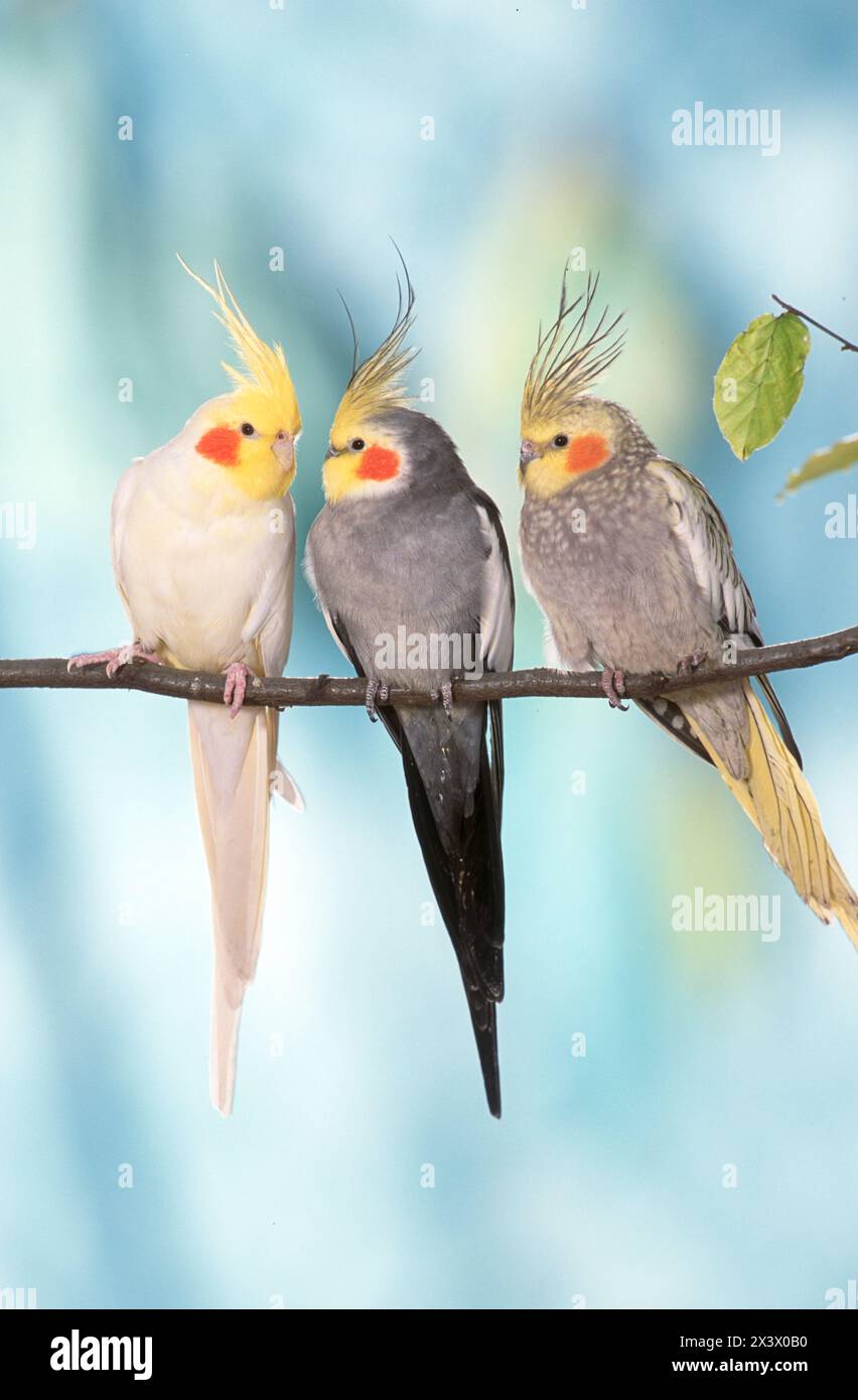 Cockatiel (Nymphicus hollandicus). Three birds of different color ...